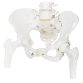 Female pelvic Skeleton model with movable femur A62 for €92.00