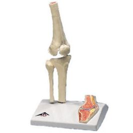 Mini Knee Joint model with cross section A85/1 for €46.80