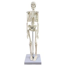 Human anatomical mini skeleton (45 cm) - Mediprem