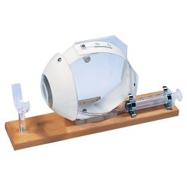 Economical Functional Eye model W16003 for €333.47 in Eye anatomy model