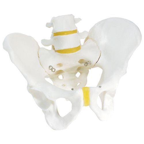 Male Pelvic Skeleton model A60 for €81.60 in Human pelvis model