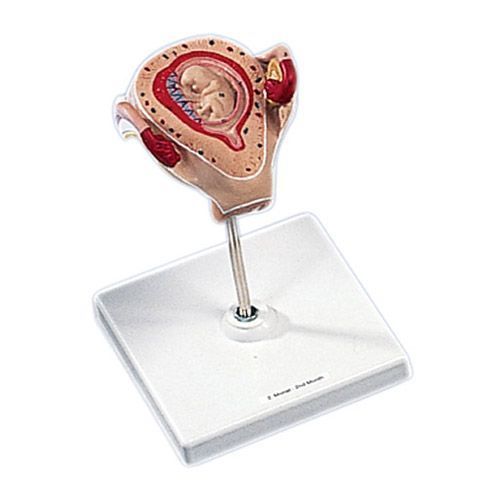 2nd month fetal development