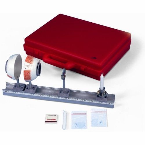 Physical Eye Model W11851 for €918.00 in Eye anatomy model
