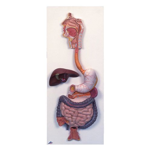 Digestive System model K21 for €516.00 in Digestive system