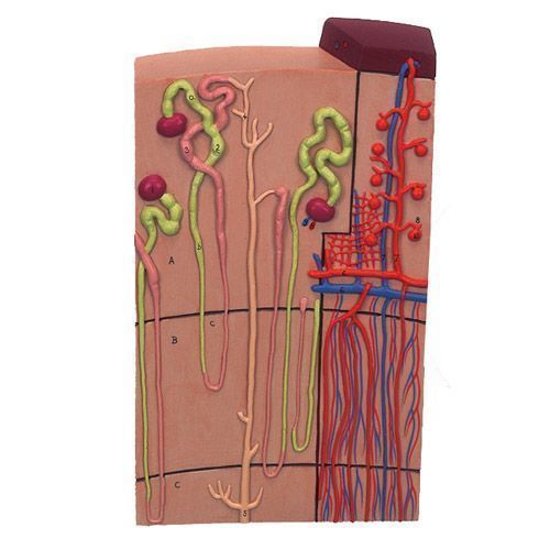Labeled Nephron Model