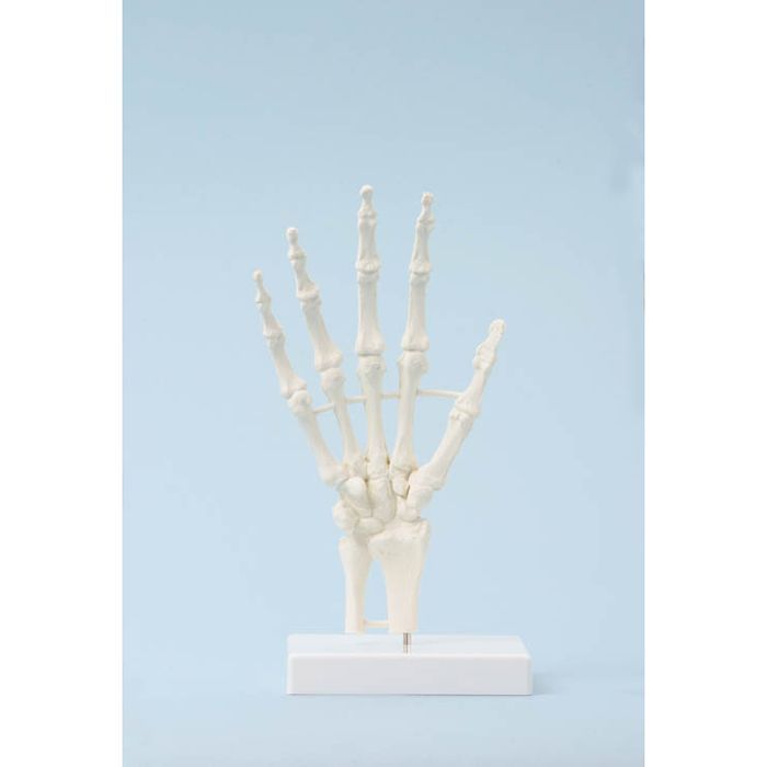 Hand skeleton, block model Erler Zimmer for €37.25 in Human limb model