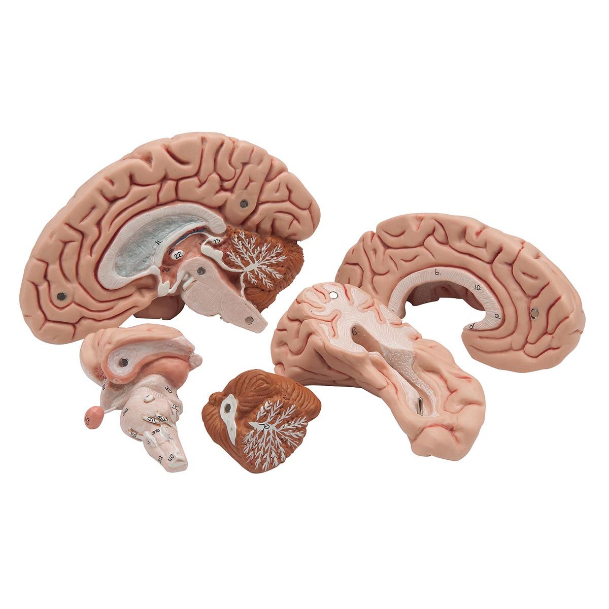 Classic Brain model C18 for €231.60 in Brain anatomy model
