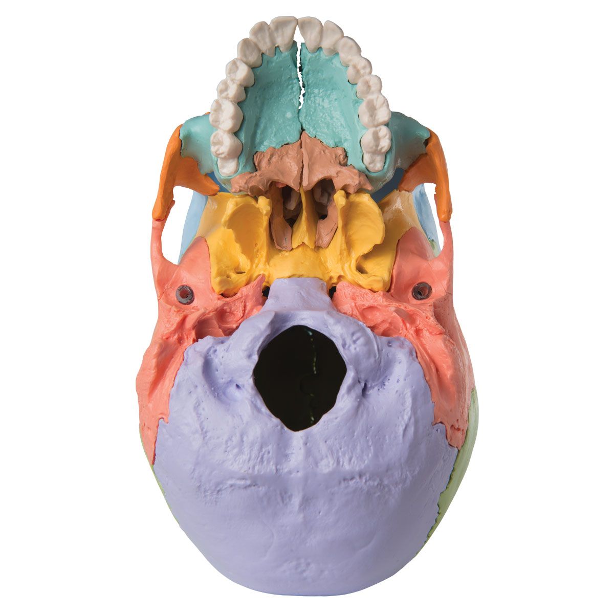 Adult Human Skull model- Didactic Coloured Version A291 for €385.00