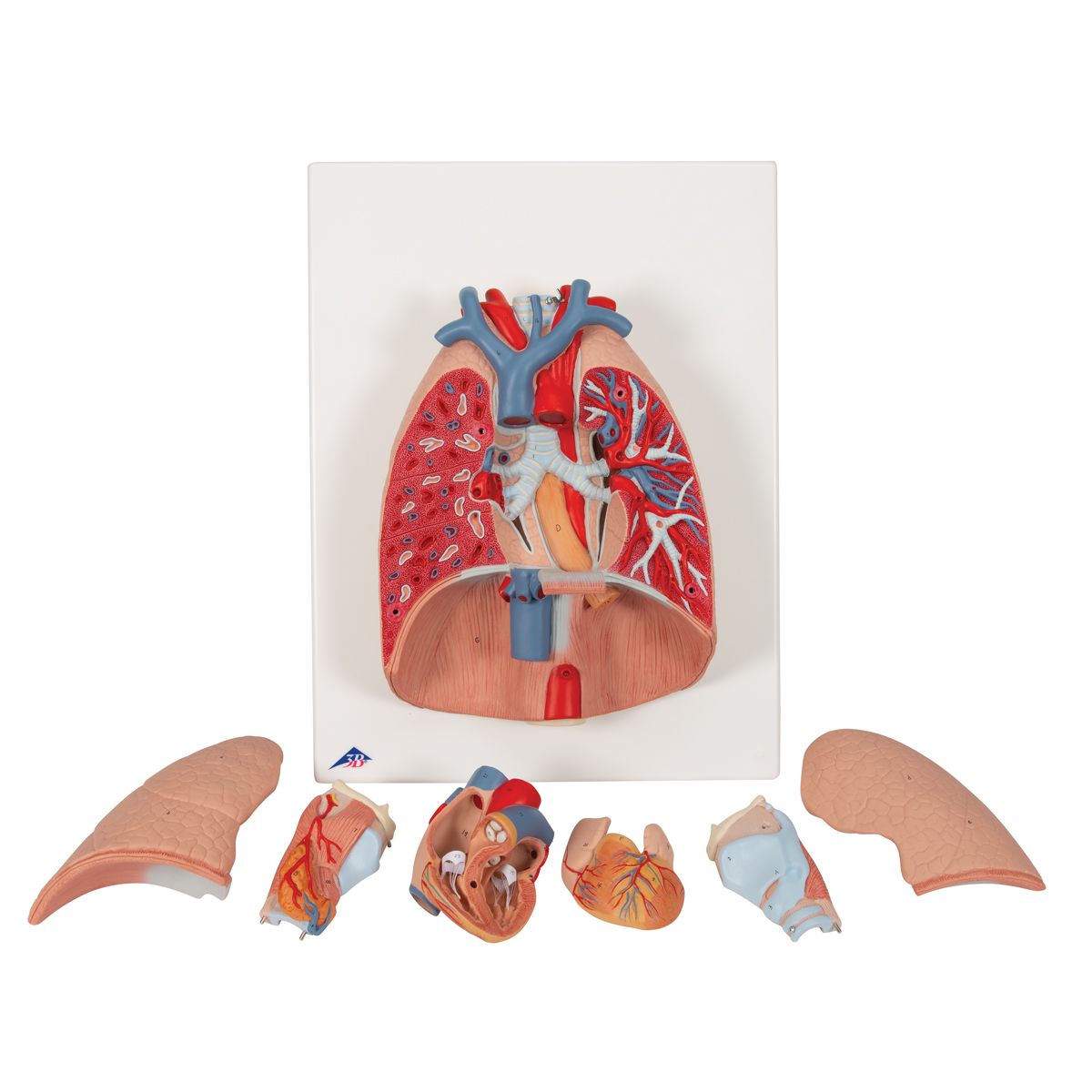 Lung Model Anatomy