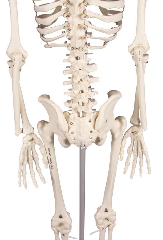 Miniature Skeleton model Patrick - Erler Zimmer for €501.52