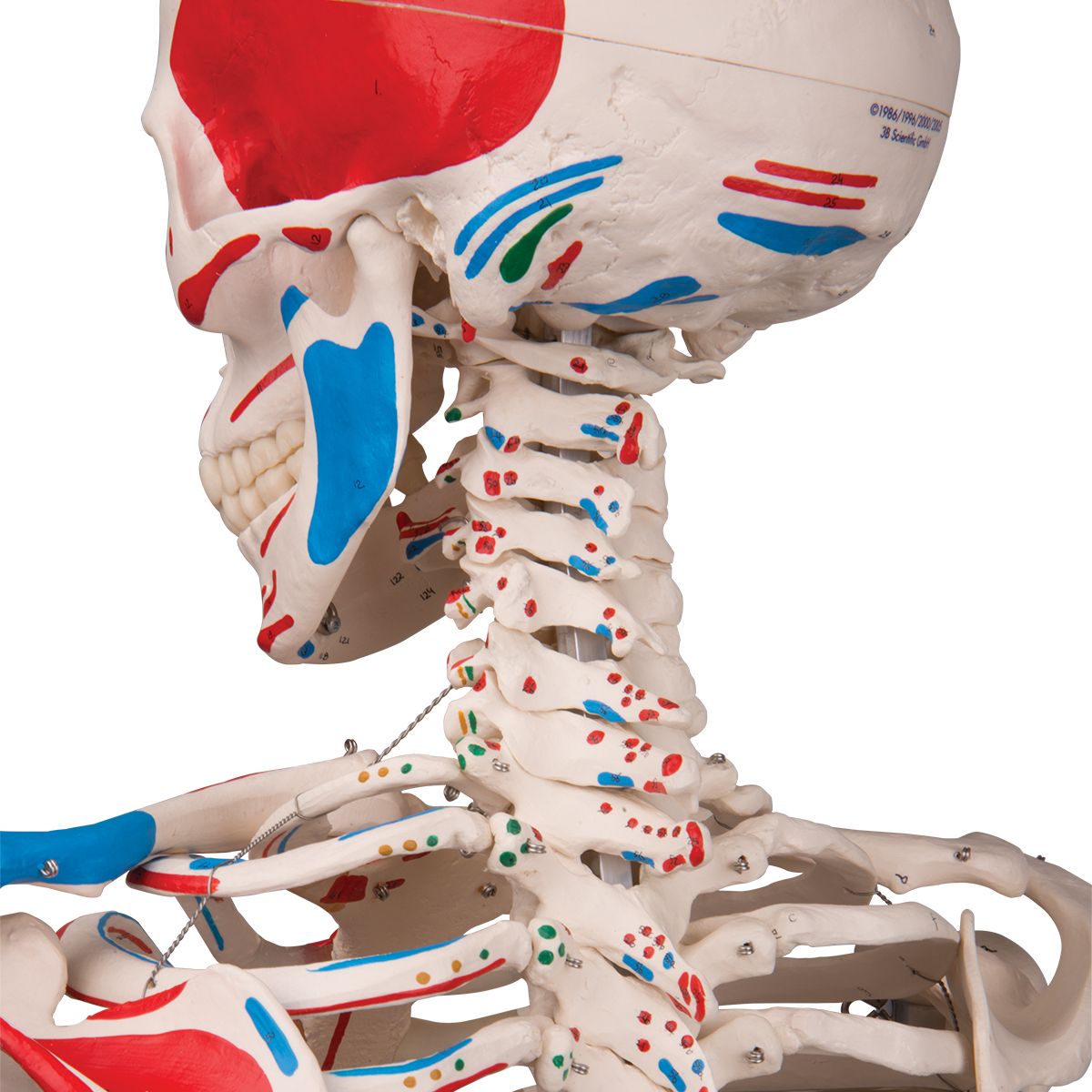 Muscle Skeleton model Max on 5 star stand A11 for €789.00