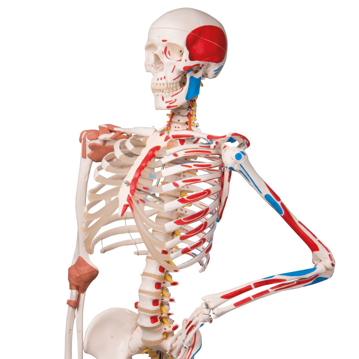 SAM, Deluxe Human Skeleton Sam, flexible with muscles origins and ...