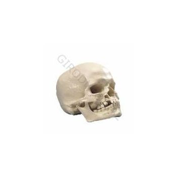 Human skull model | Medical supplies