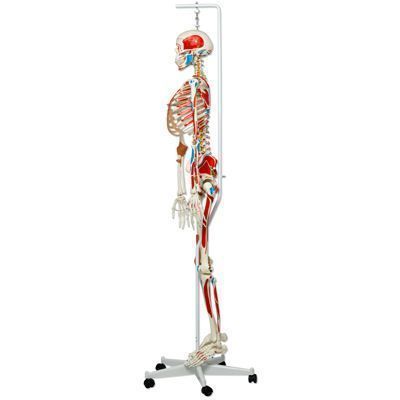 SAM, Deluxe Human Skeleton Sam, flexible with muscles origins and ...