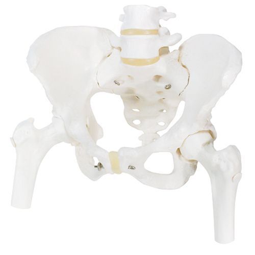 Female pelvic Skeleton model with movable femur A62 for €92.00