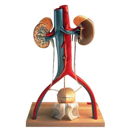 Free-Standing Urinary System male model W42510 for €429.66