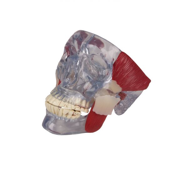 Temporomandibular Joint model Erler Zimmer for €139.20 in Human skull model