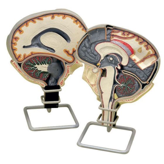 Cerebrospinal Fluid Circulation model W19027 for €470.40