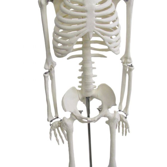 Shorty 85cm Mini Human Skeleton - Mediprem