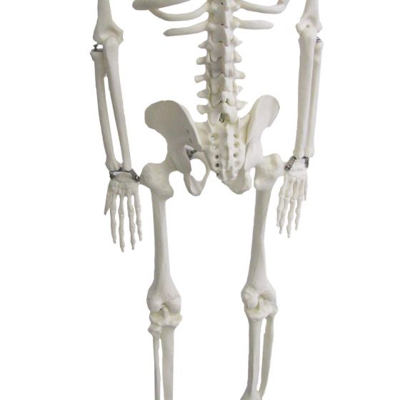 Shorty 85cm Mini Human Skeleton - Mediprem